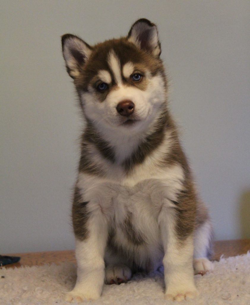 Debalys A Port In The Storm – Debalys Siberian Huskies