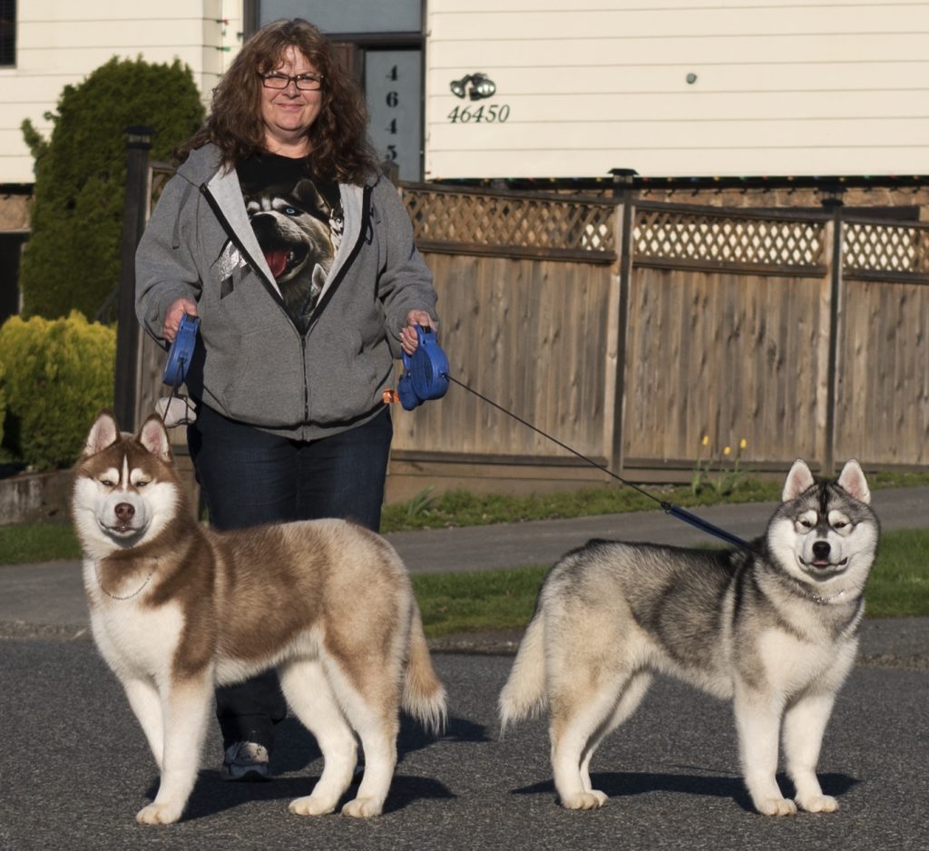 Debalys A Port In The Storm – Debalys Siberian Huskies