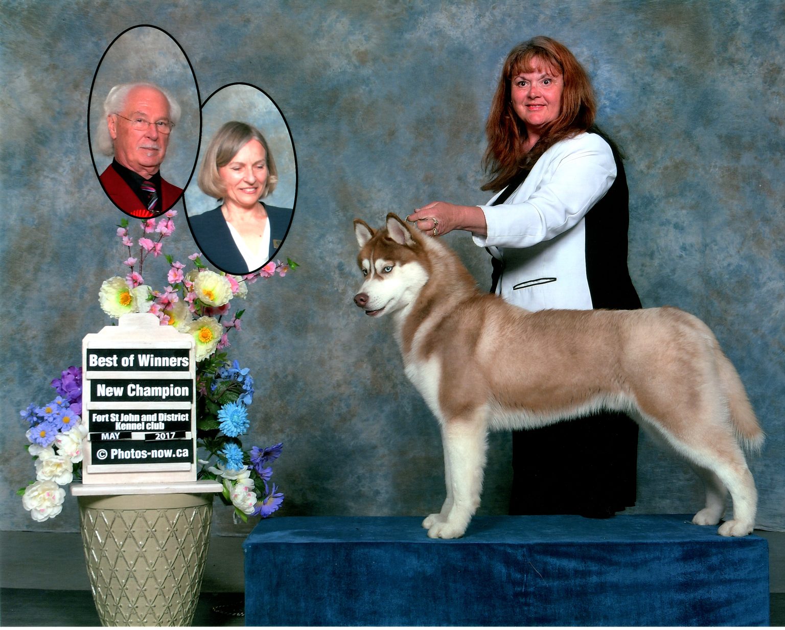 Debalys A Port In The Storm – Debalys Siberian Huskies